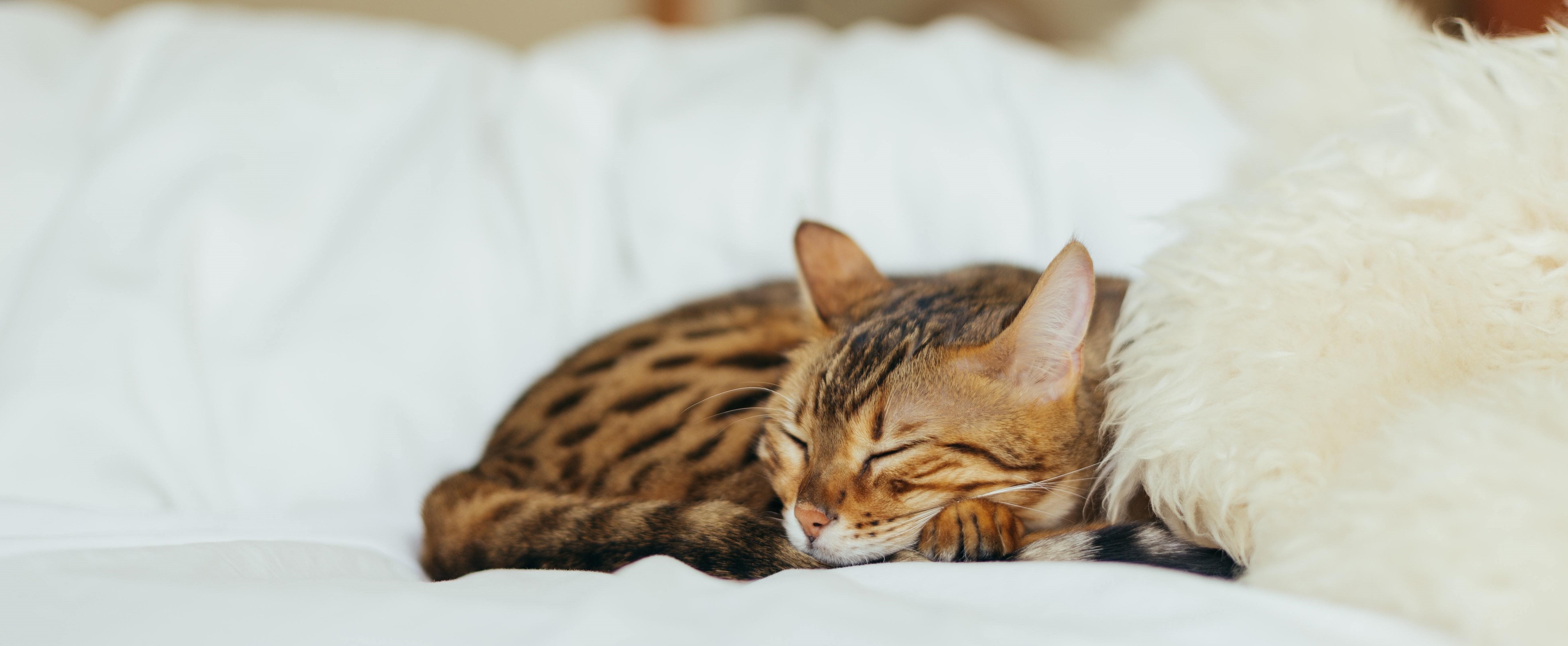 Cat beds – Nala und Luna - dein Shop für dich und deinen Vierbeiner